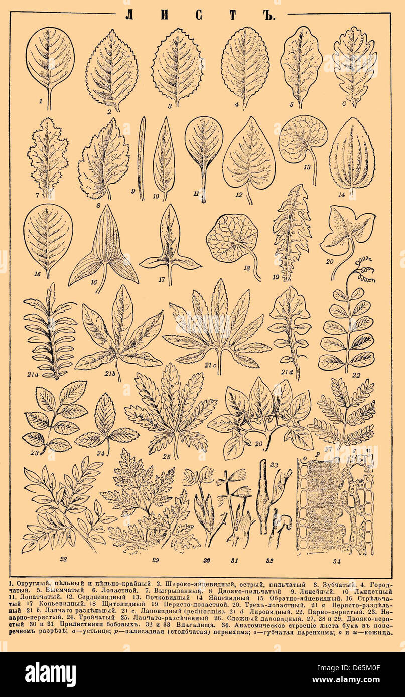 Comprehensive study of plant morphology hi-res stock photography and ...