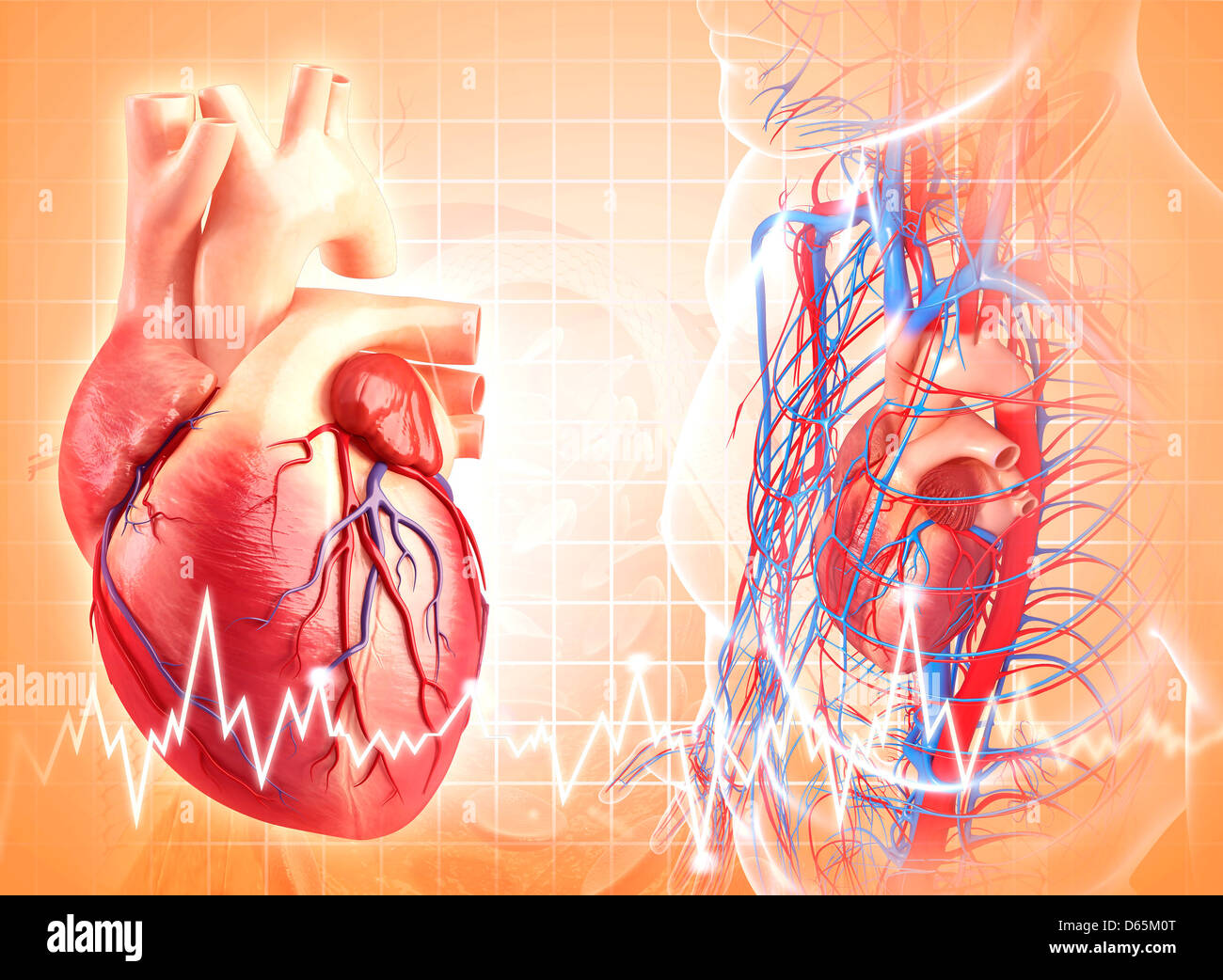 Human heart, artwork Stock Photo - Alamy