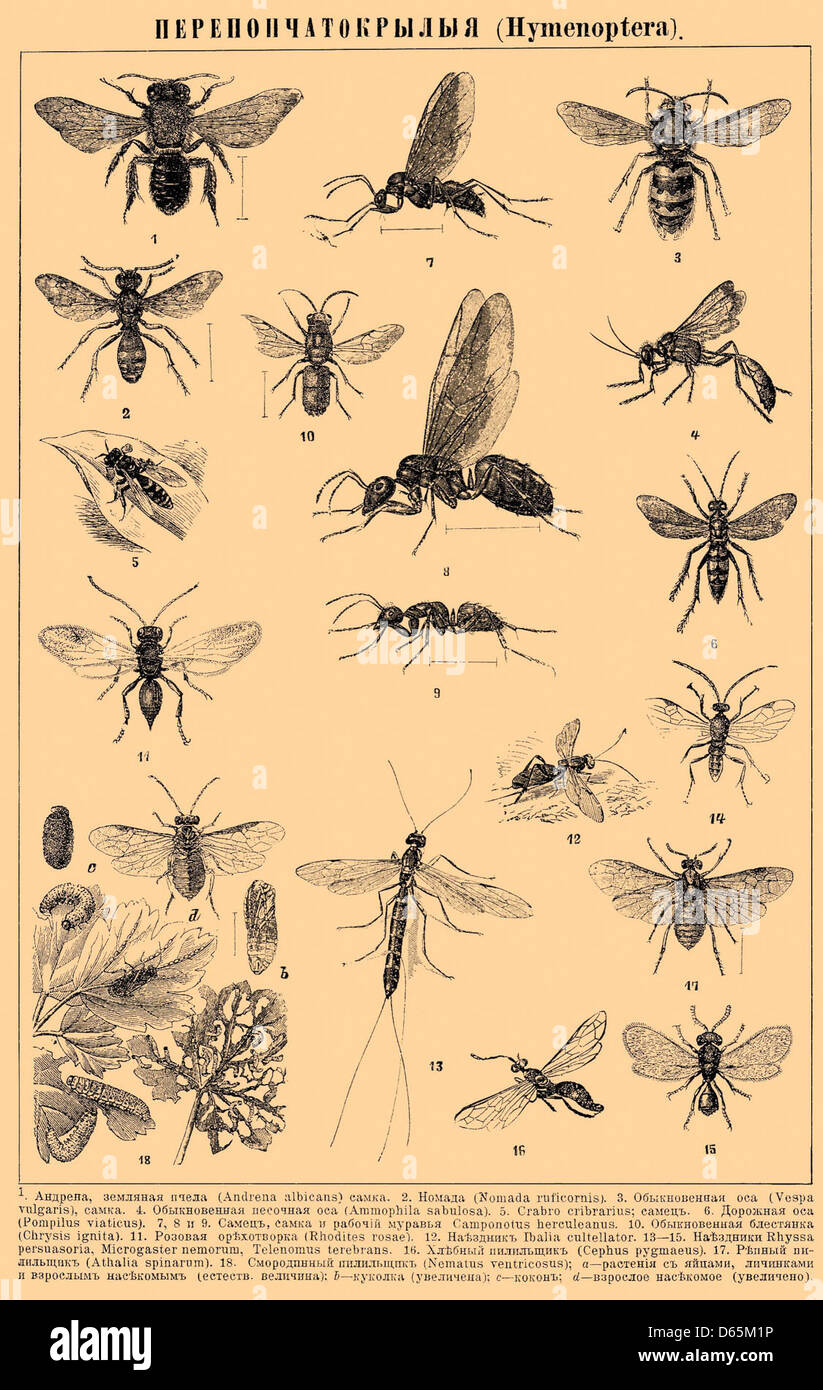 An illustration from the Brockhaus & Efron Encyclopedic Dictionary, a ...