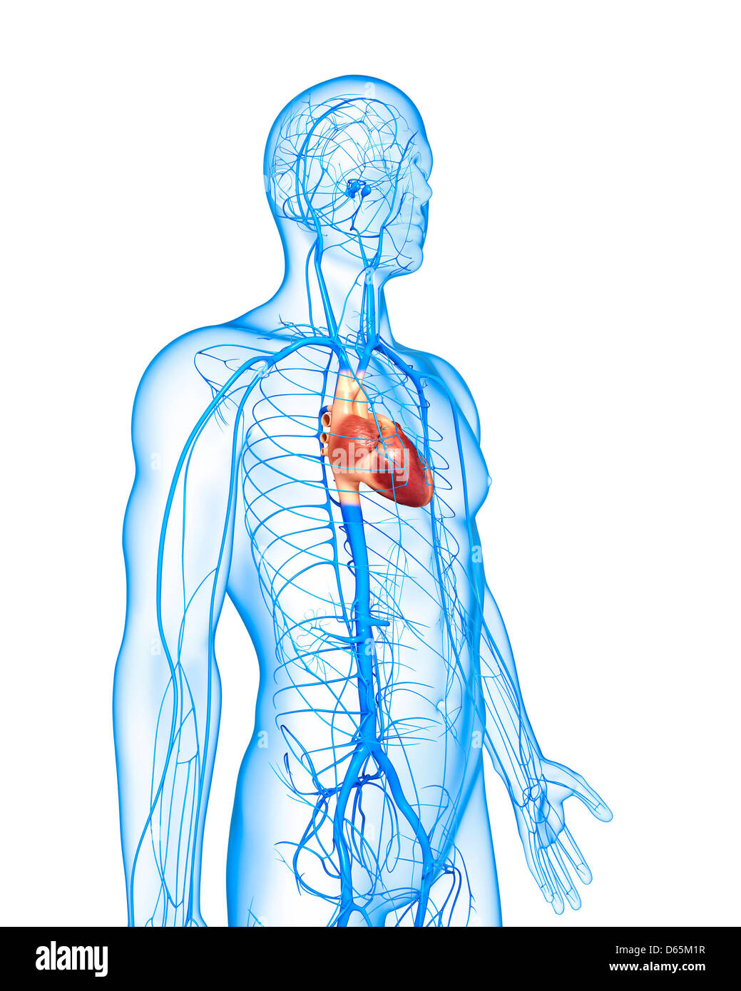 Human veins, artwork Stock Photo - Alamy
