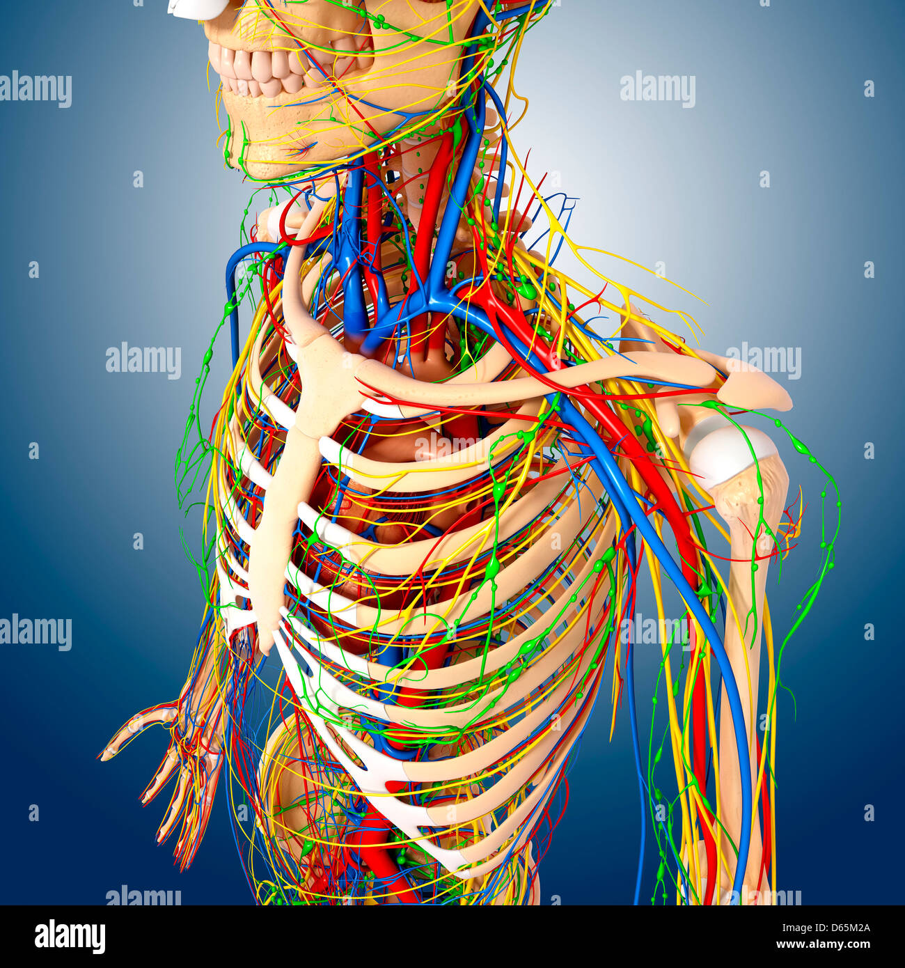 Lymphatic system of the upper body hi-res stock photography and images ...
