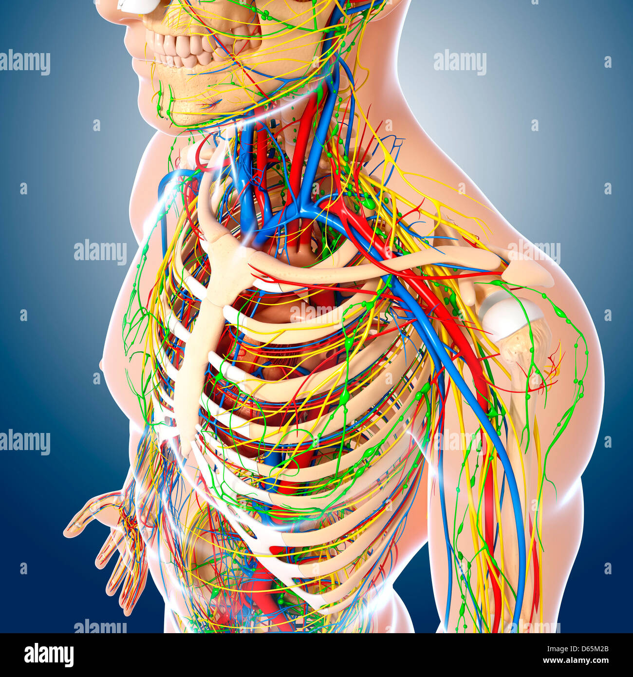 Costoxiphoid Angle