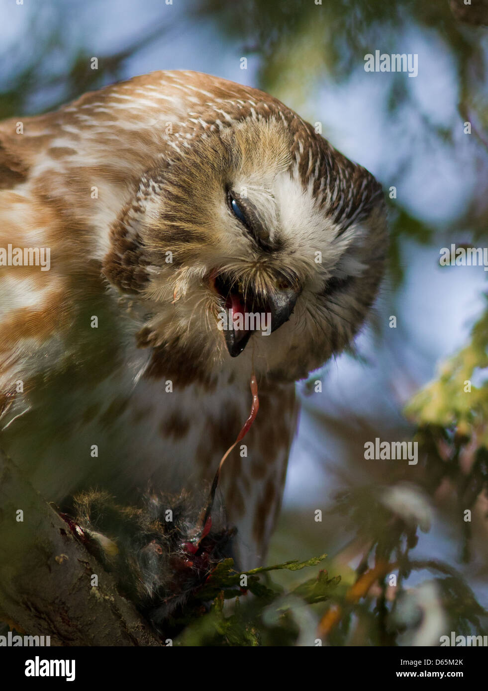 Northern Saw-whet Owl eating a mouse Stock Photo - Alamy