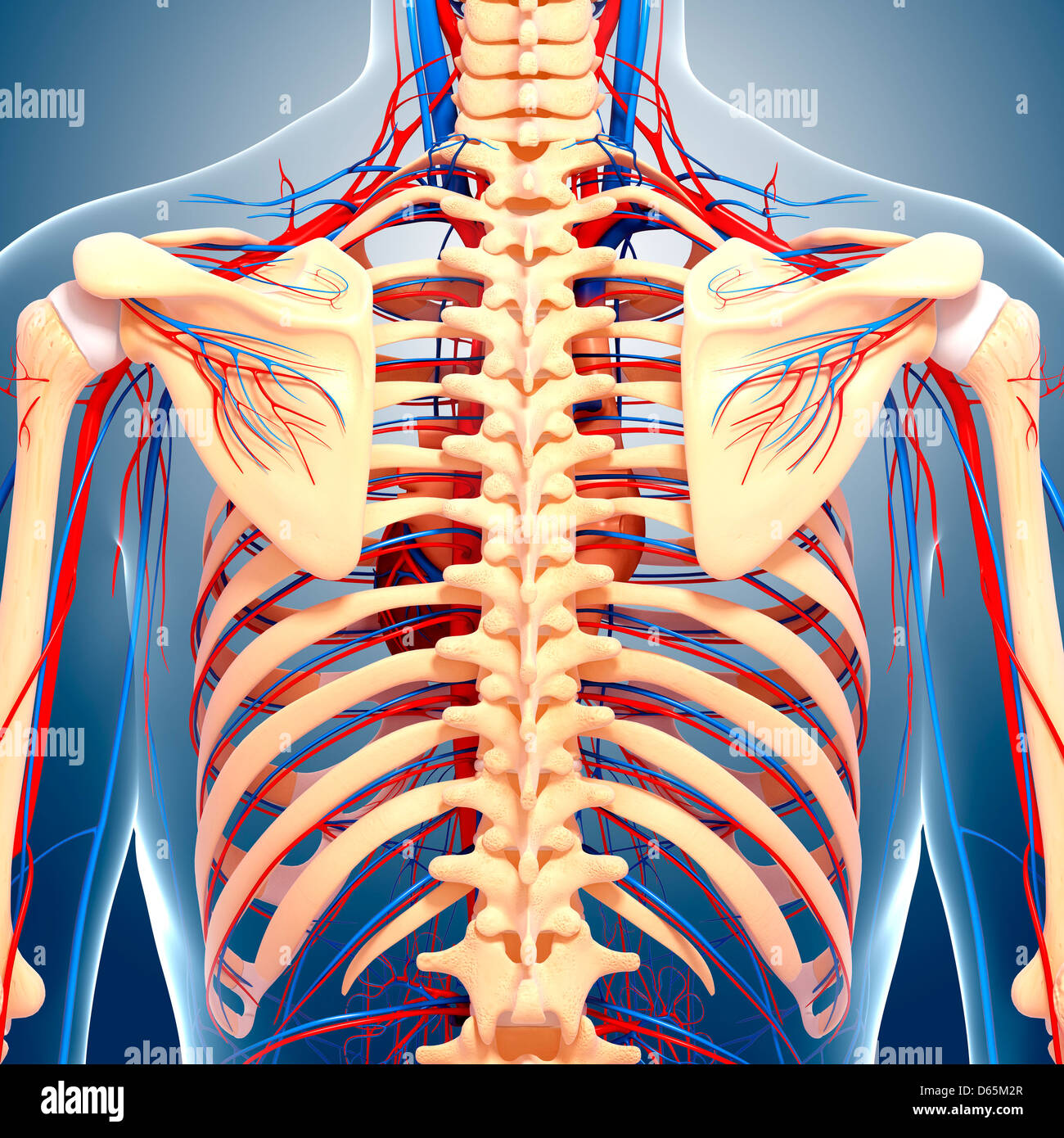 Posterior back view hi-res stock photography and images - Alamy