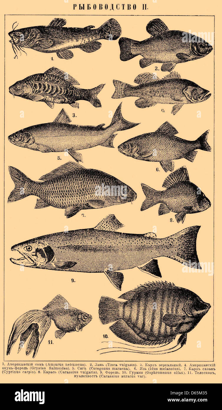 Encyclopedic fish hi-res stock photography and images - Alamy