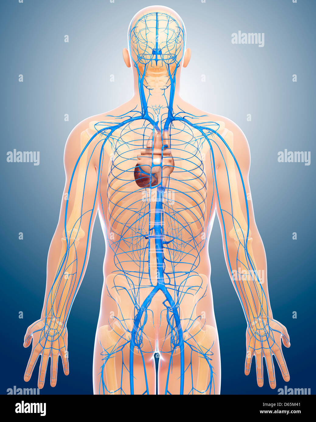 Human veins, artwork Stock Photo - Alamy