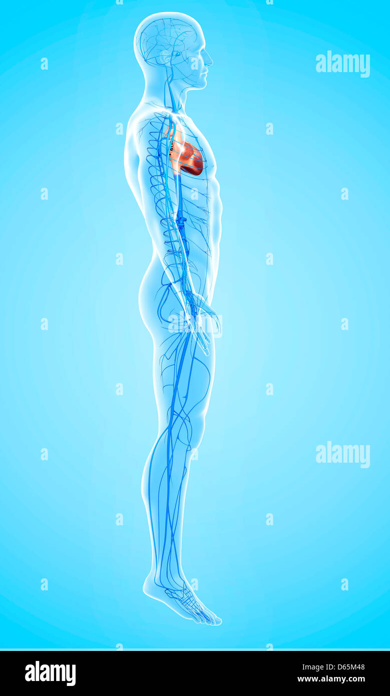 Human Body Veins Stock Photos & Human Body Veins Stock Images - Alamy