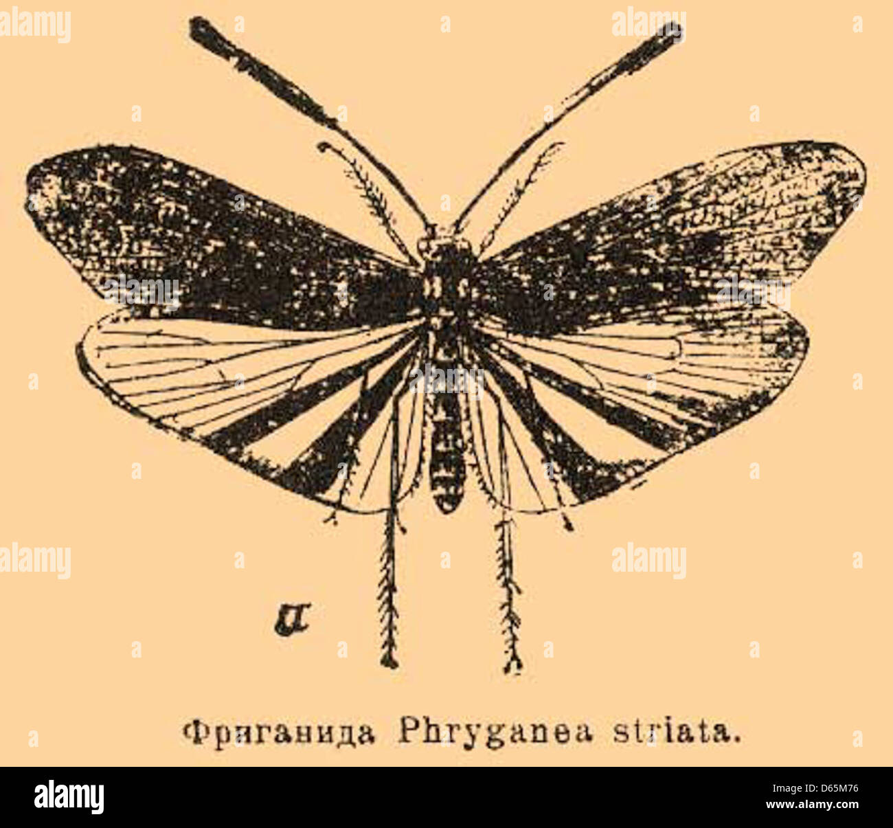 An illustration of an insect from the *Brockhaus & Efron Encyclopedic ...