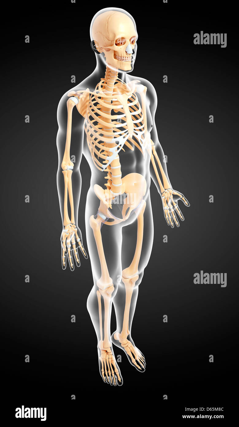 Skeleton At Computer High Resolution Stock Photography and Images - Alamy