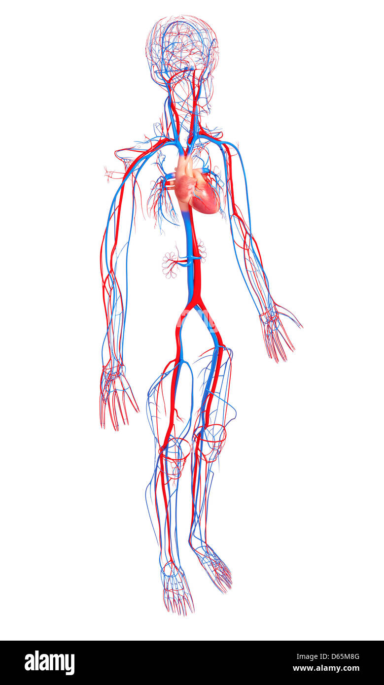Cardiovascular system, artwork Stock Photo - Alamy