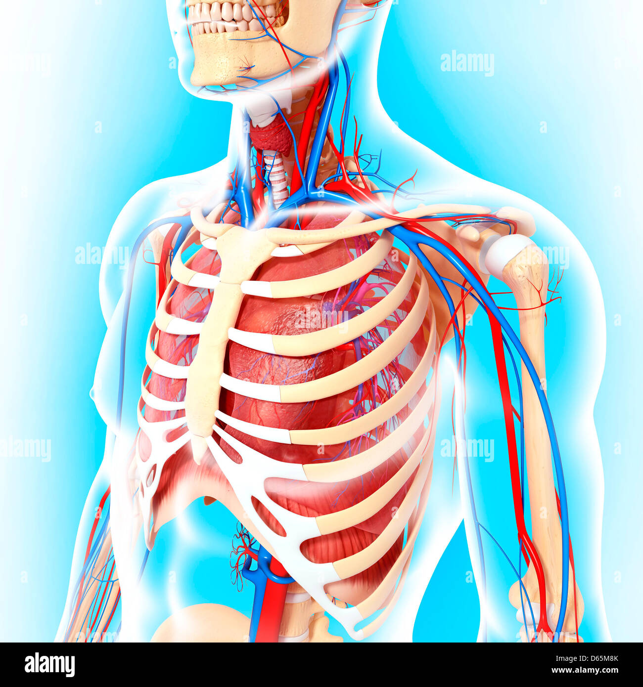 Upper body anatomy, artwork Stock Photo - Alamy