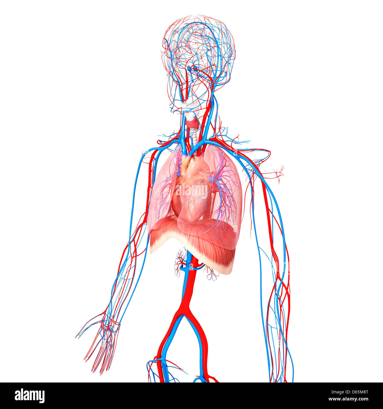 Human anatomy, artwork Stock Photo - Alamy
