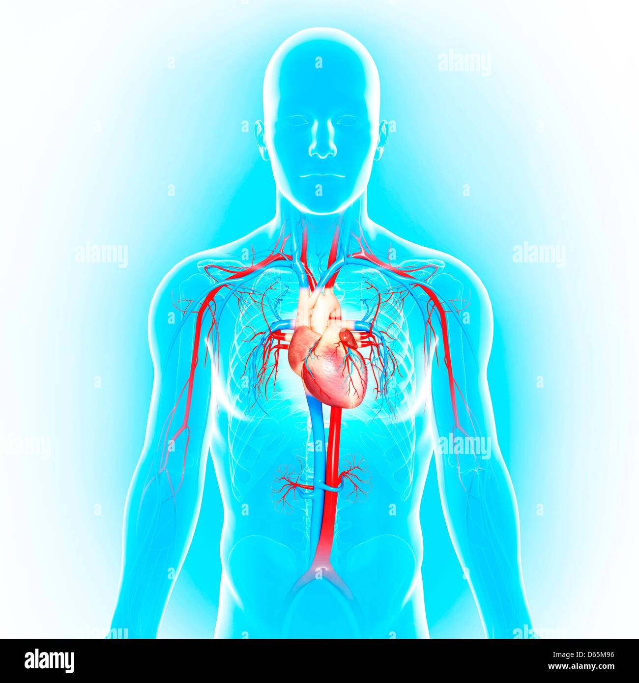 Cardiovascular system, artwork Stock Photo - Alamy
