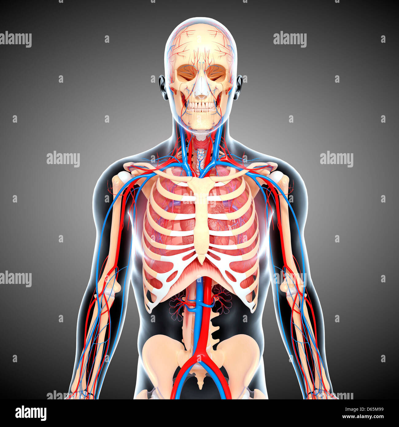 Upper Body Anatomy _ Upper Limb Parts – GAWPGS