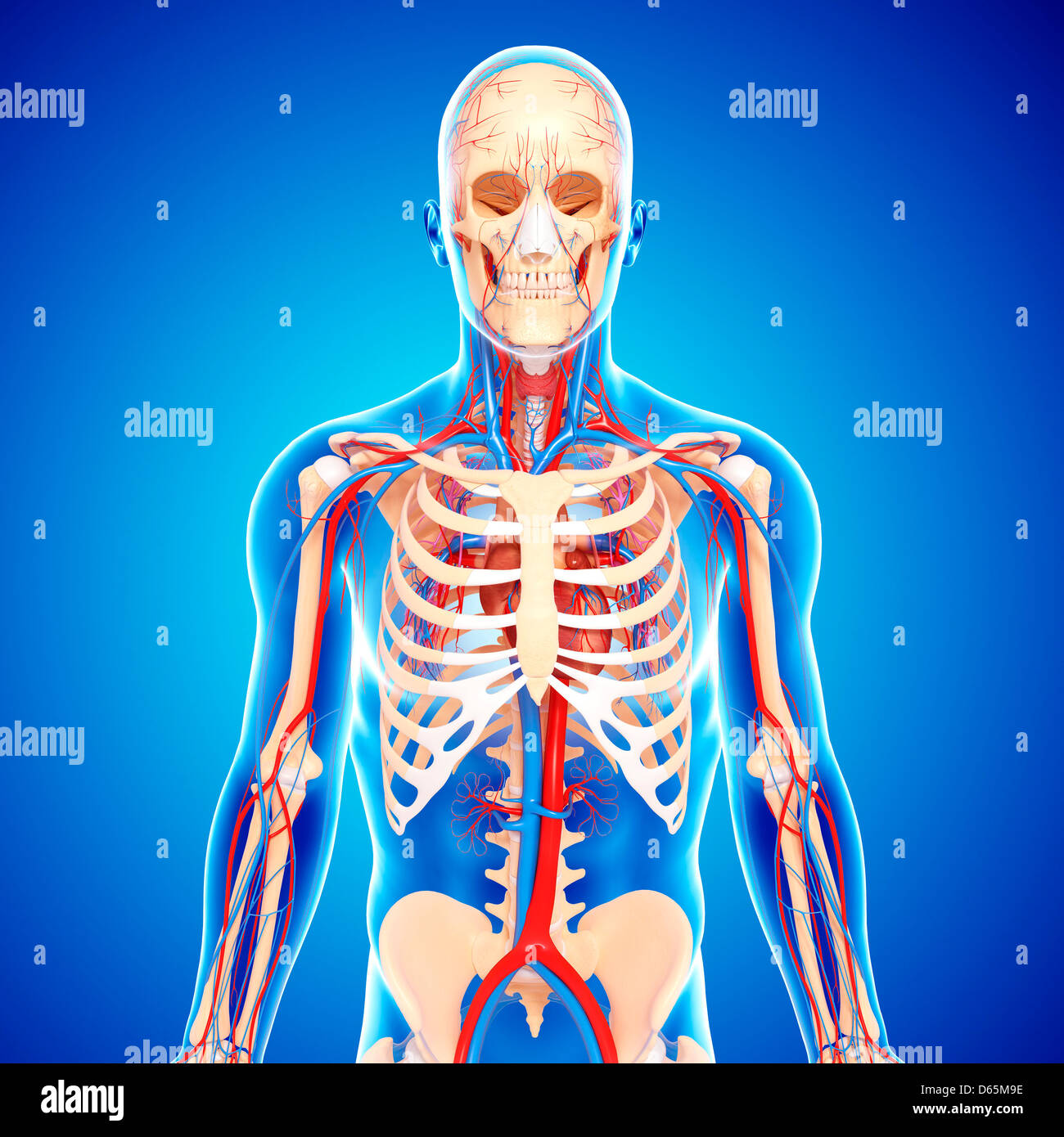 Upper body anatomy, artwork Stock Photo - Alamy