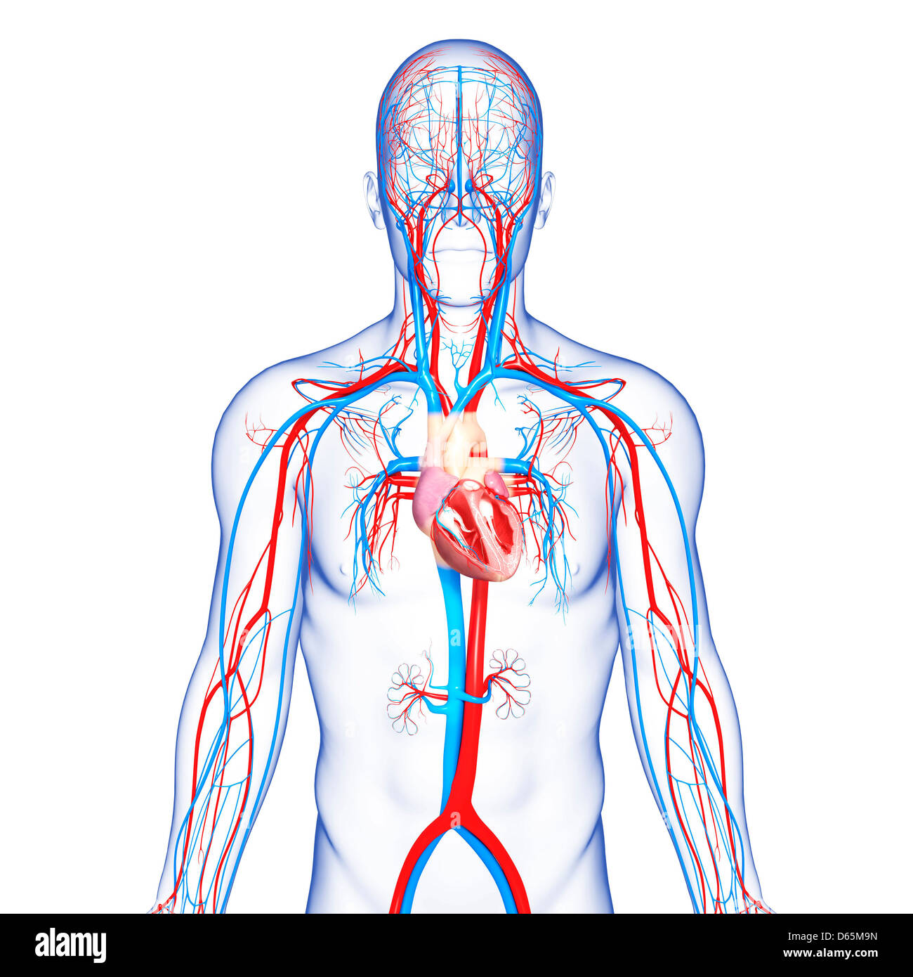 Cardiovascular system, artwork Stock Photo - Alamy