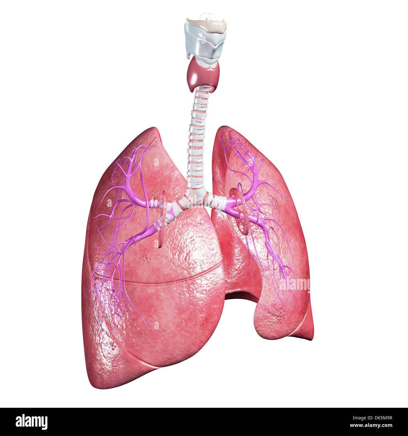 Human lungs and bronchial tree hi-res stock photography and images - Alamy