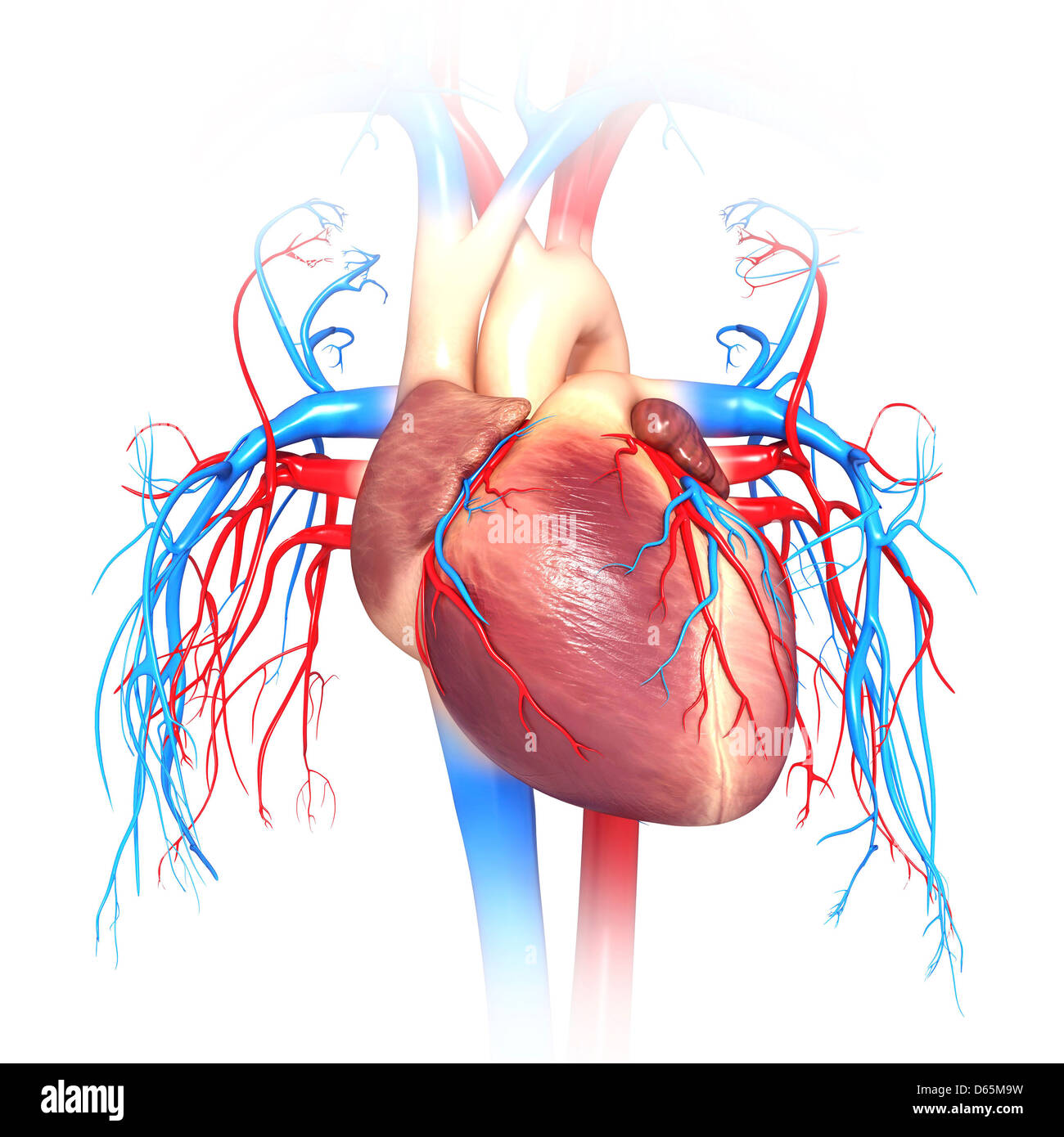 Human heart computer artwork hi-res stock photography and images - Alamy