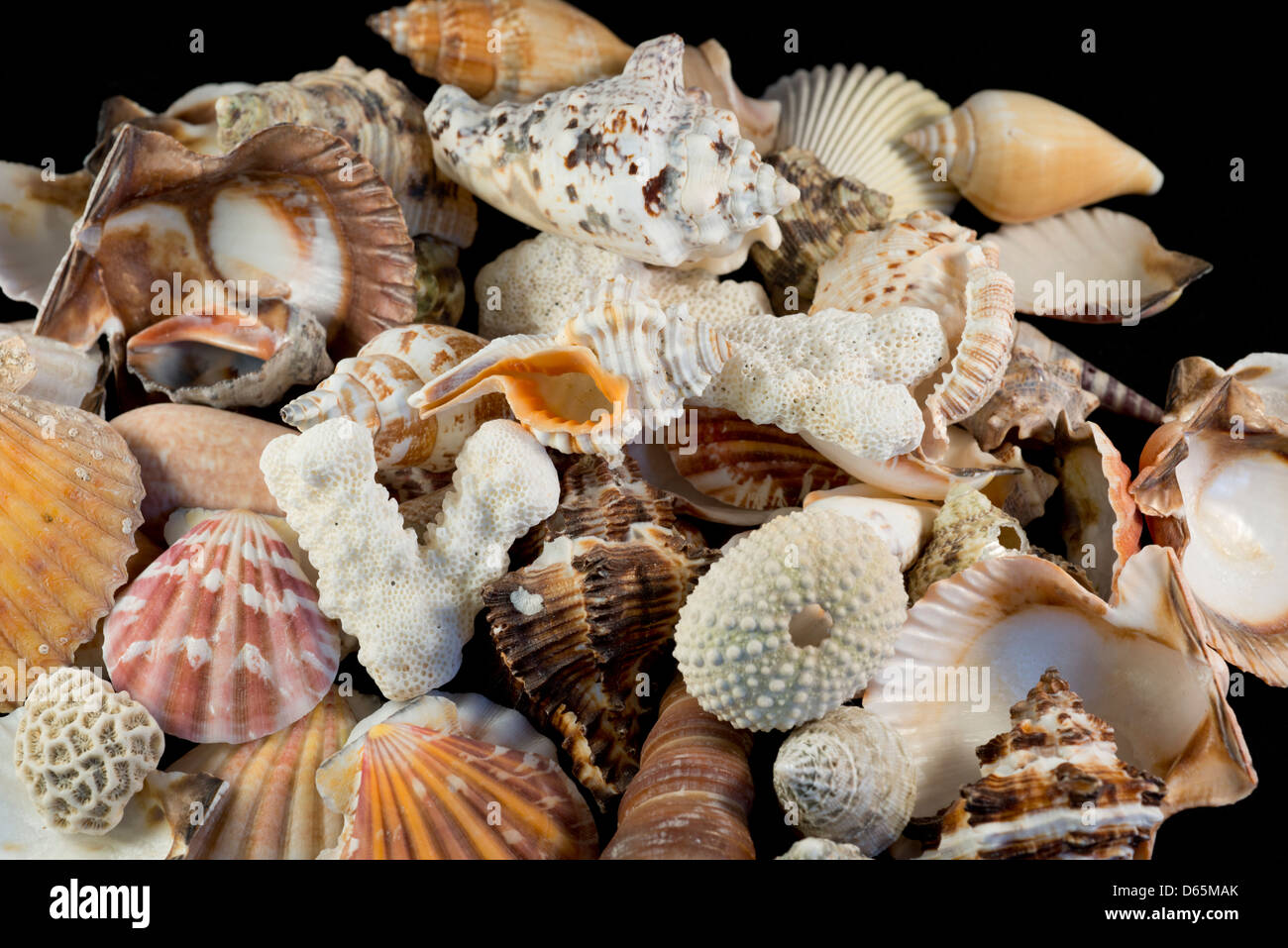 Seashell assortment hi-res stock photography and images - Alamy