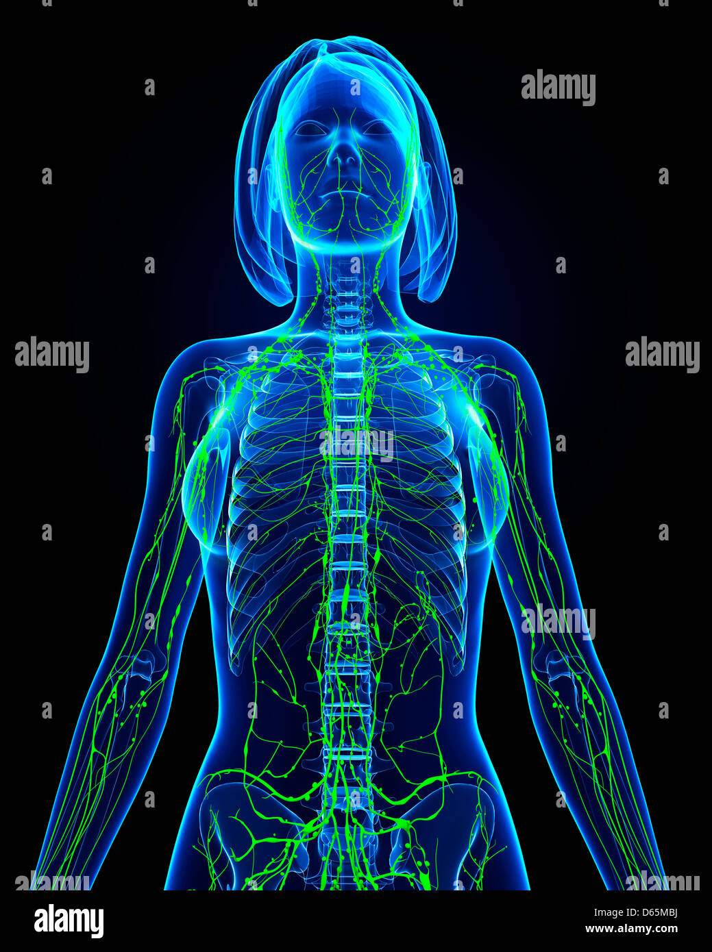 Female lymphatic system, artwork Stock Photo - Alamy