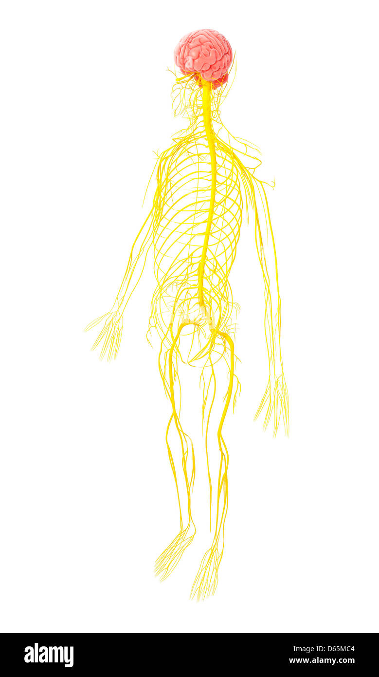 Nervous system, artwork Stock Photo - Alamy