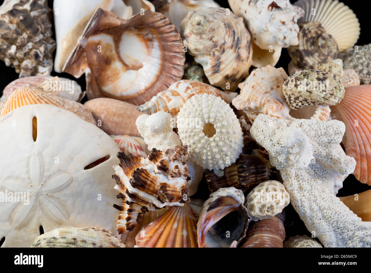 USA - Detail of seashells from around the world Stock Photo - Alamy