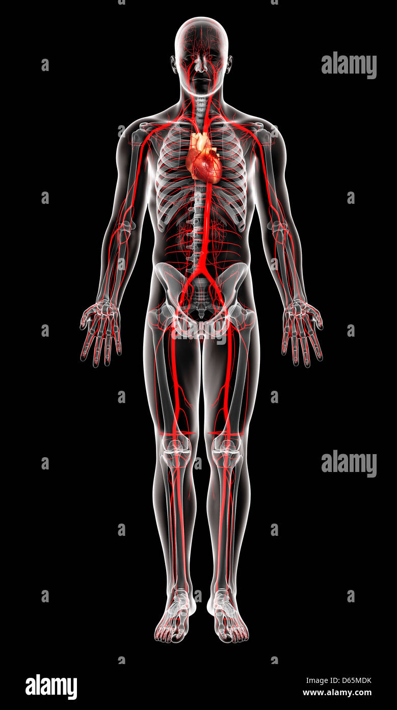Human arteries, artwork Stock Photo - Alamy