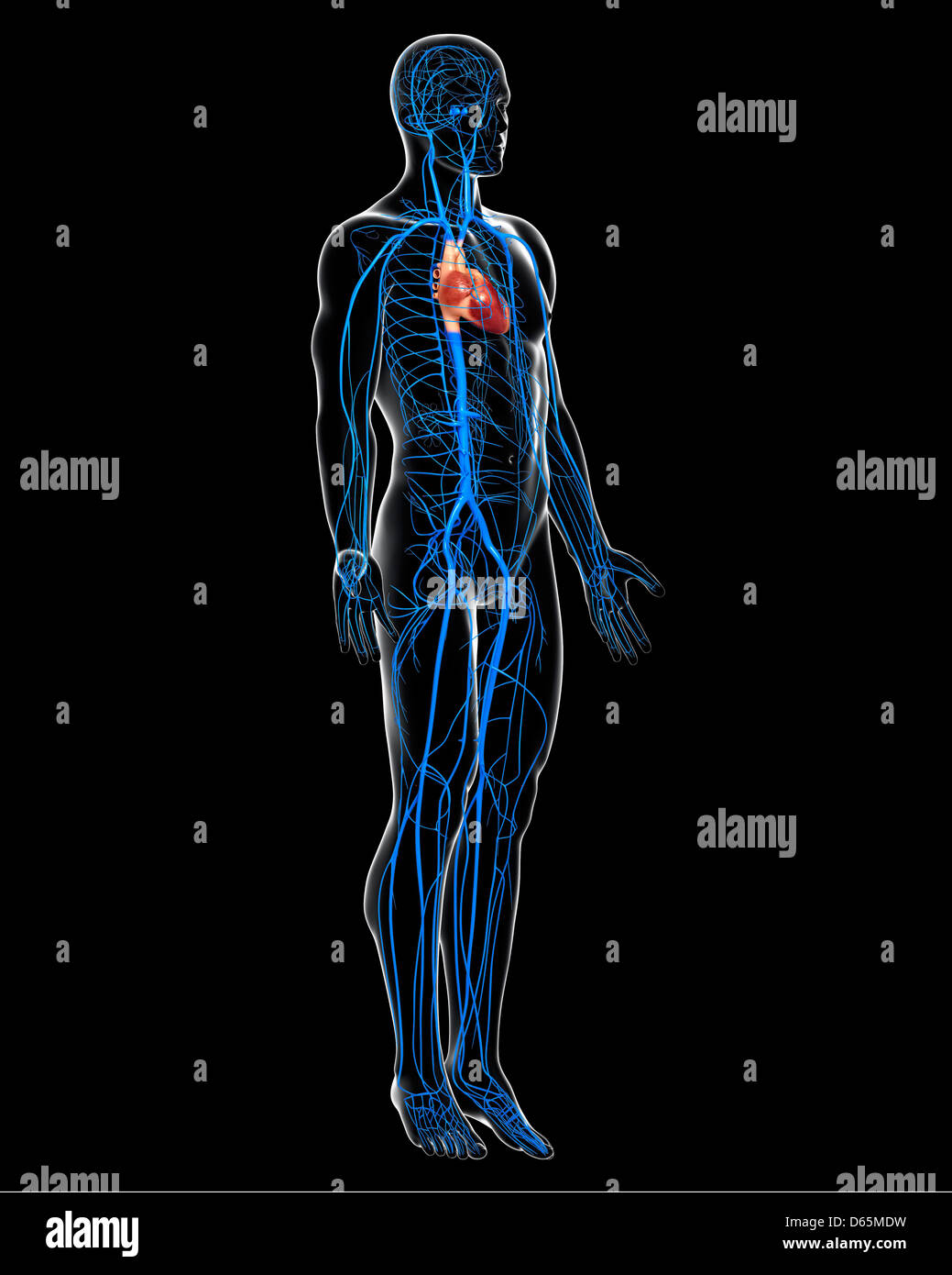 Veins Body Stock Photos & Veins Body Stock Images - Alamy