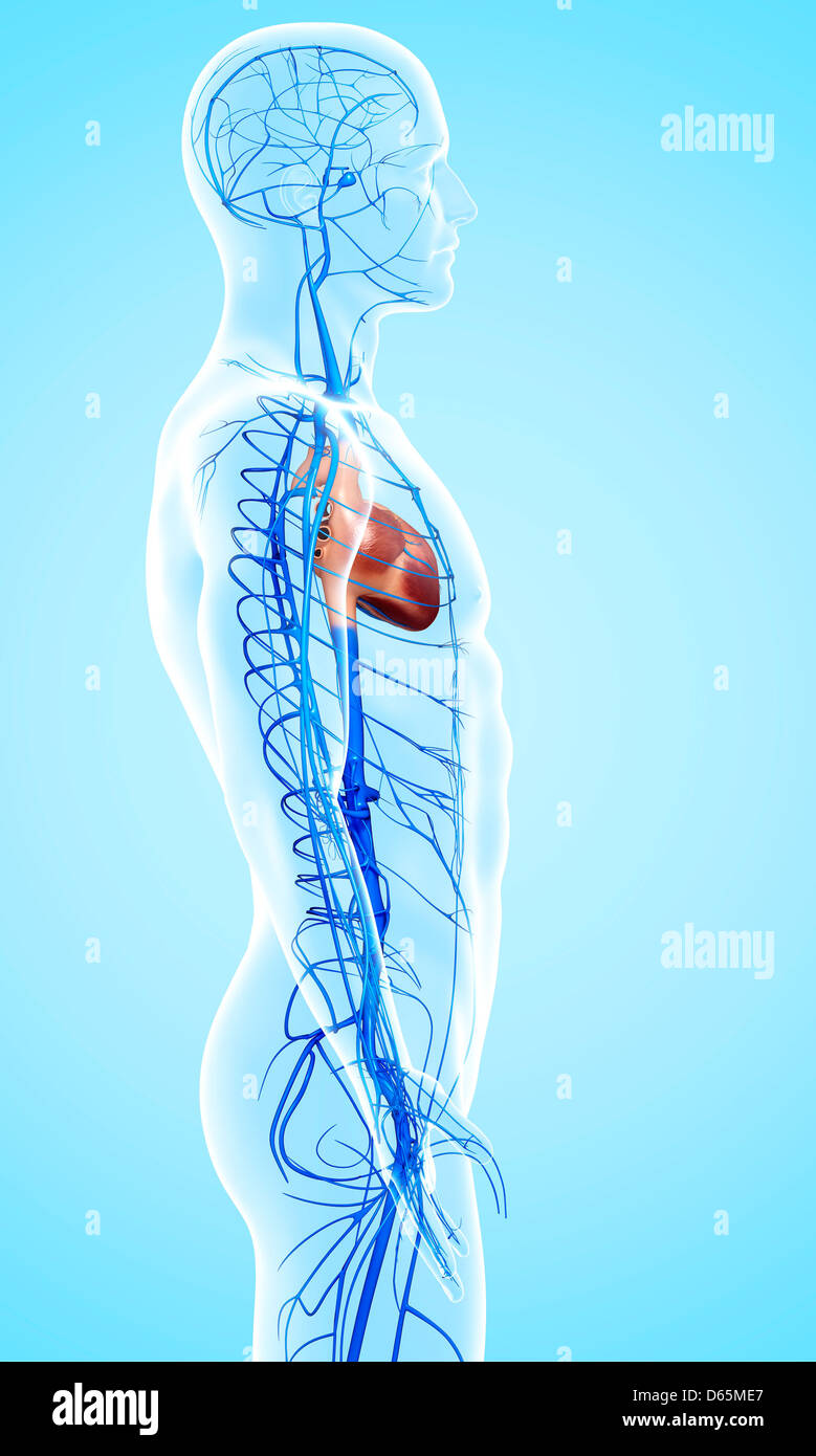 Anatomy Veins Body System High Resolution Stock Photography and Images ...