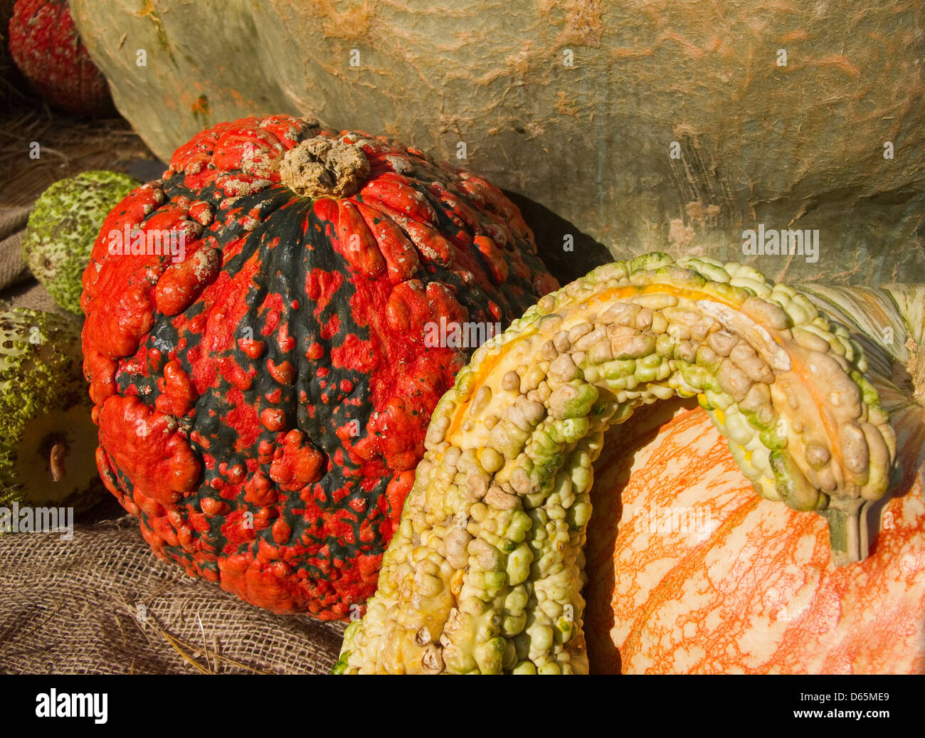 Detail of bumpy, red textured gourds Stock Photo - Alamy
