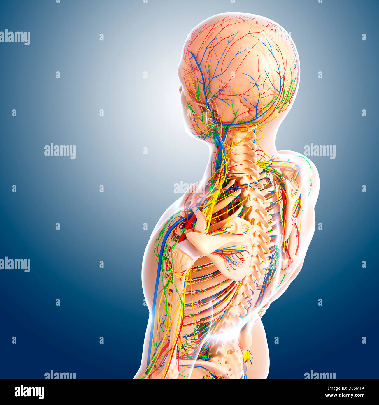 Body Anatomy Stock Photos & Body Anatomy Stock Images - Alamy