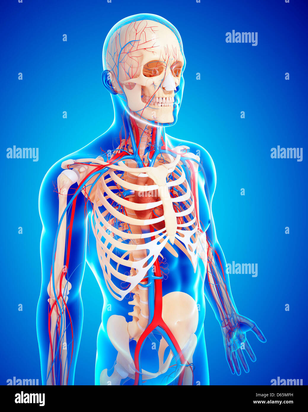 Upper body anatomy, artwork Stock Photo - Alamy