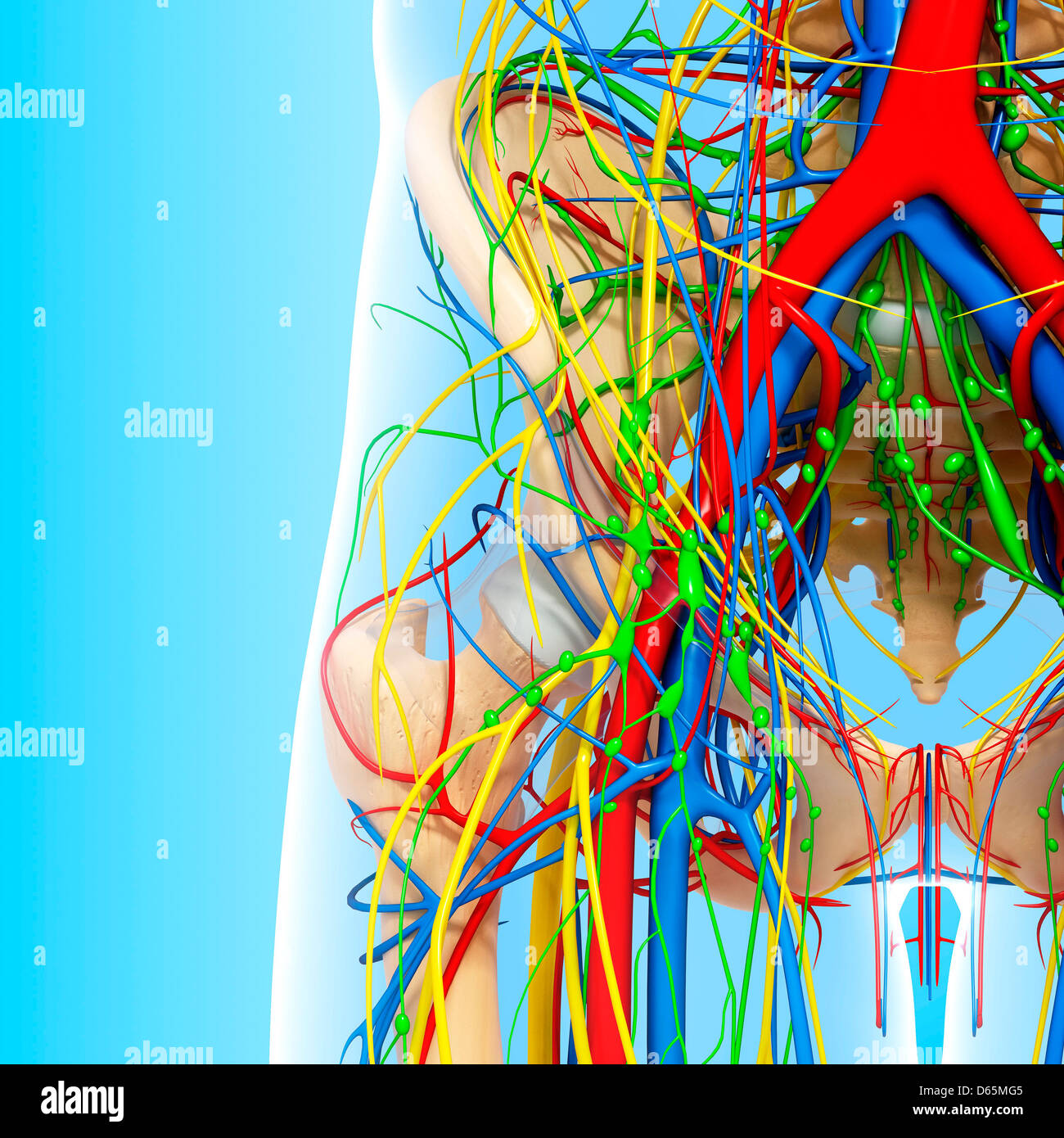 Pelvis anatomy, artwork Stock Photo - Alamy