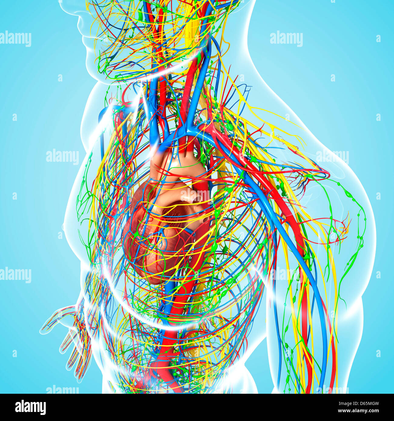 Lymphatic system of the upper body hi-res stock photography and images ...