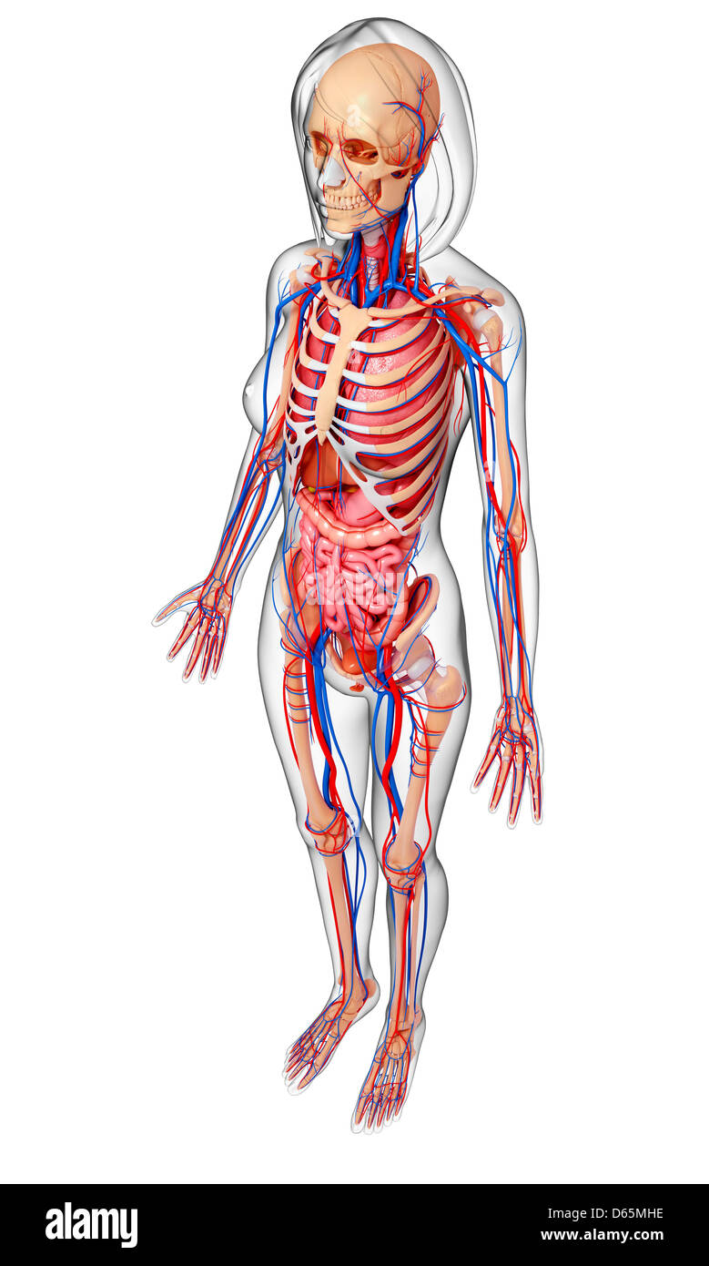 Human anatomy, artwork Stock Photo - Alamy