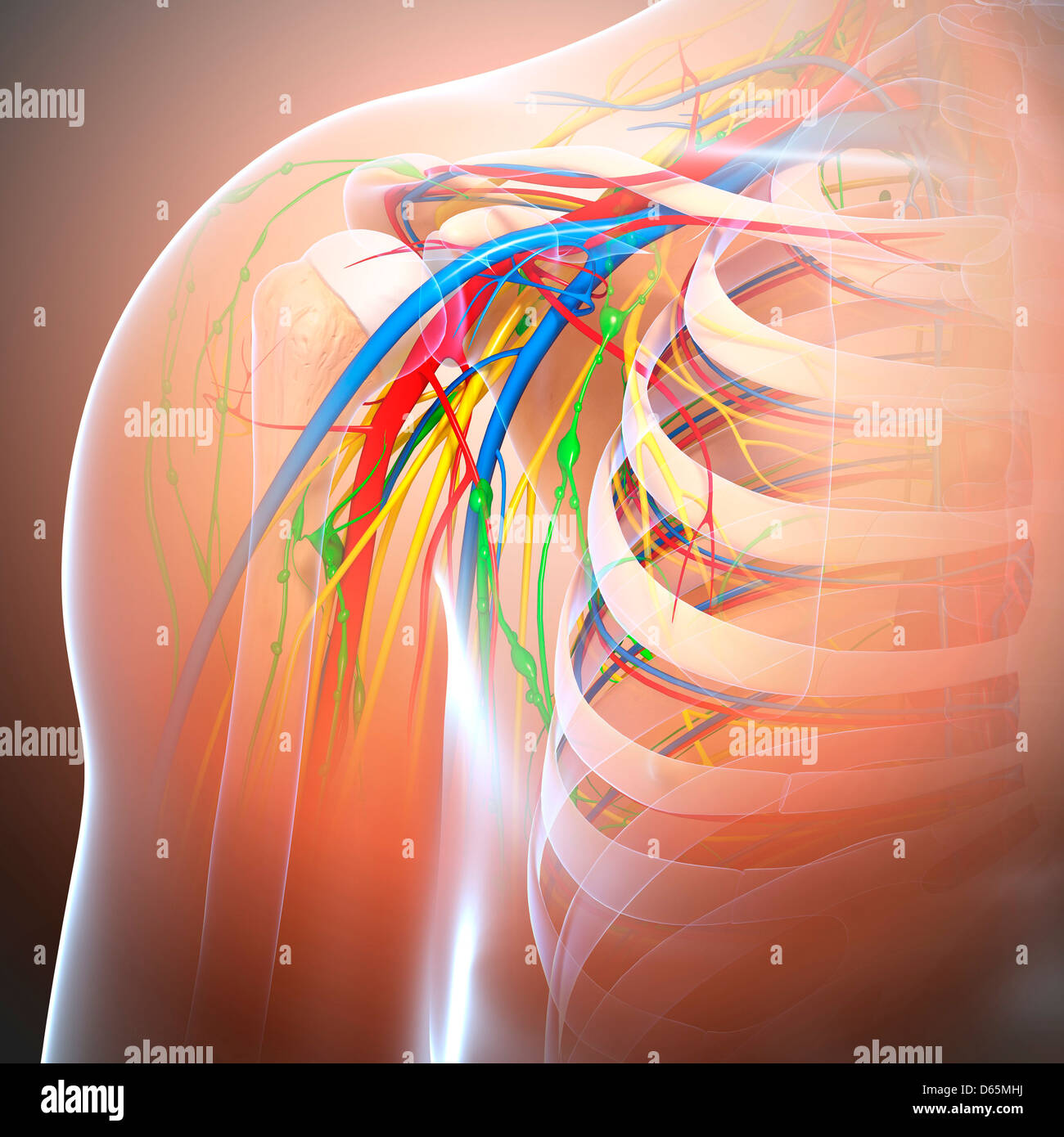 Shoulder anatomy, artwork Stock Photo - Alamy