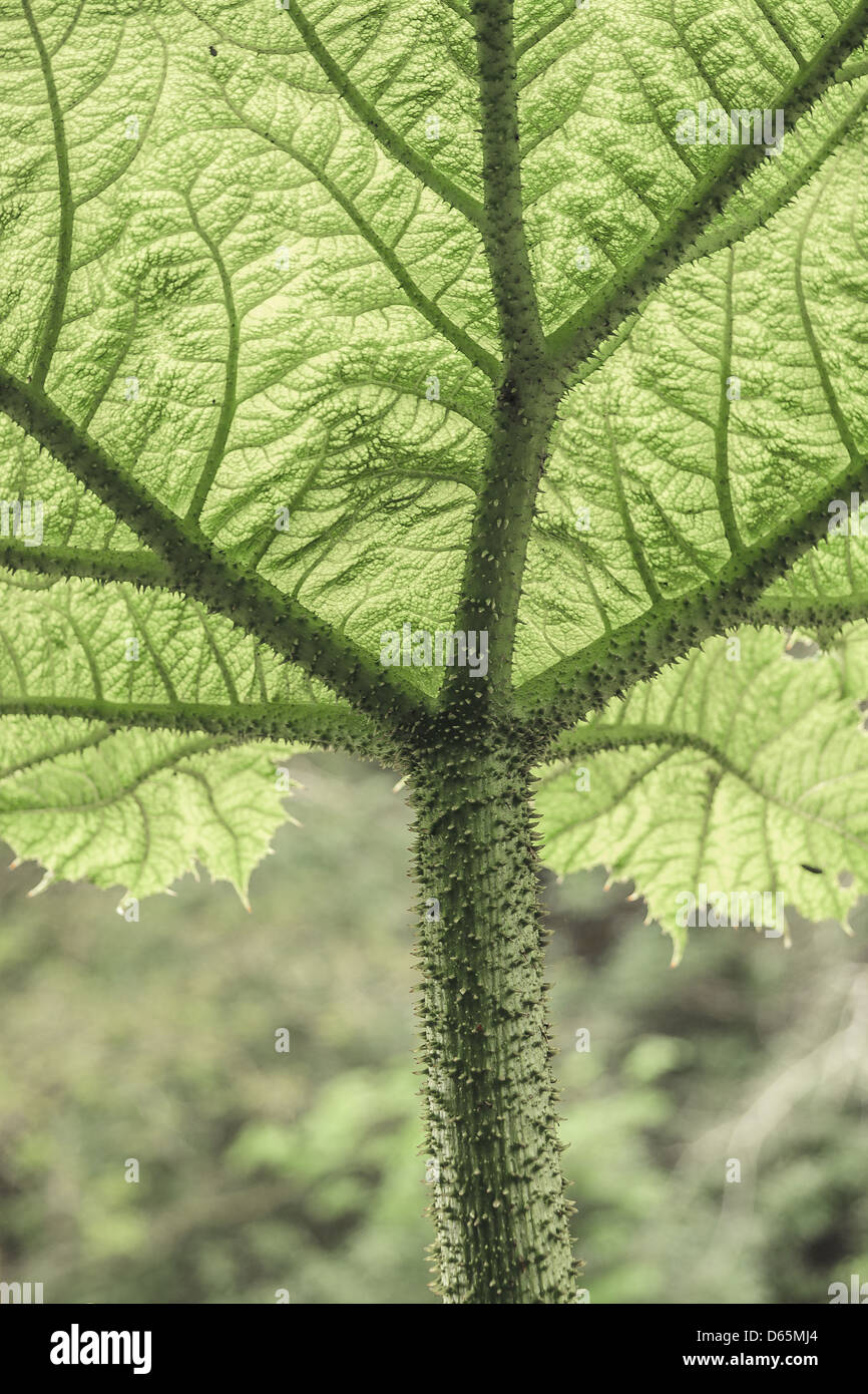 Backlit Gunnera Leaf pembrokeshire UK Stock Photo - Alamy