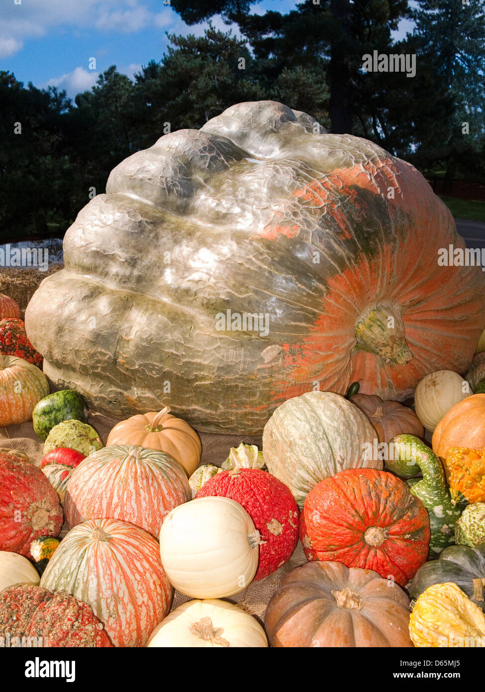 Giant pumpkin display with gourds surrounding it Stock Photo - Alamy