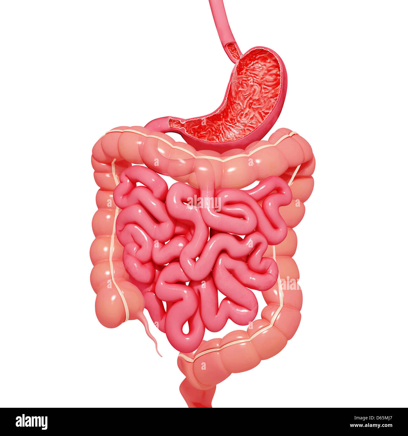 Healthy digestive system, artwork Stock Photo - Alamy