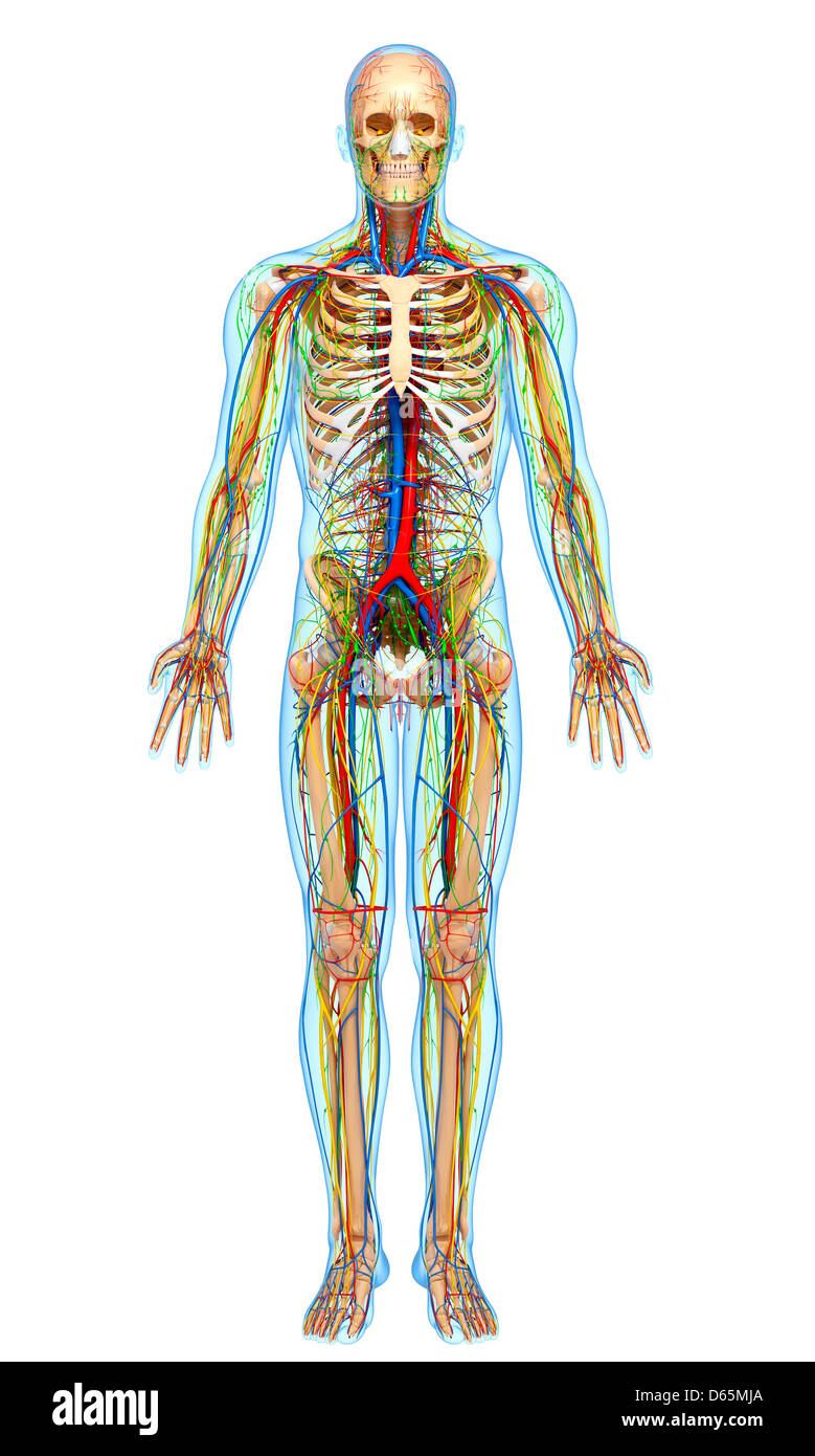 Human anatomy artwork hi-res stock photography and images - Alamy