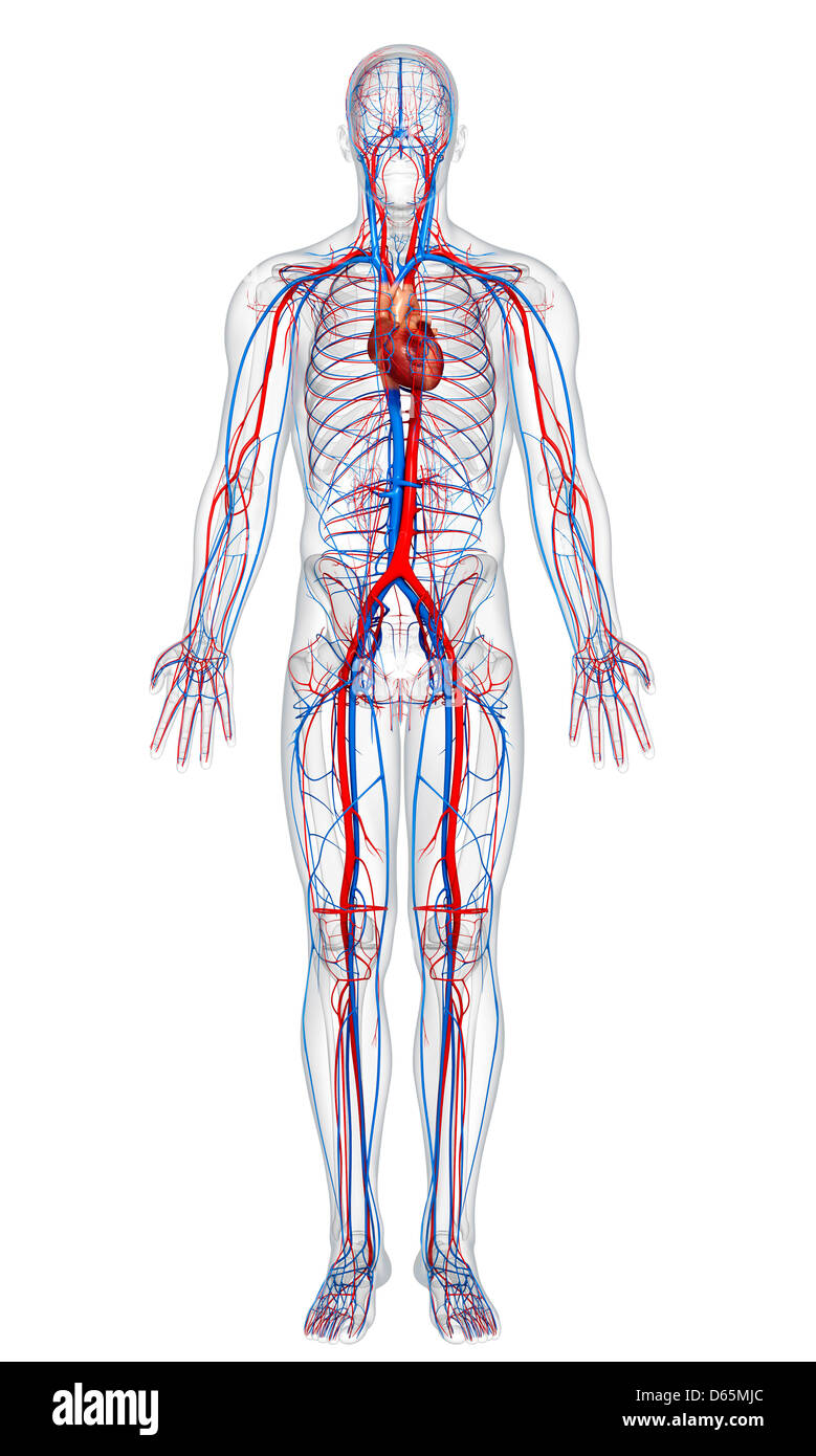Cardiovascular system, artwork Stock Photo - Alamy