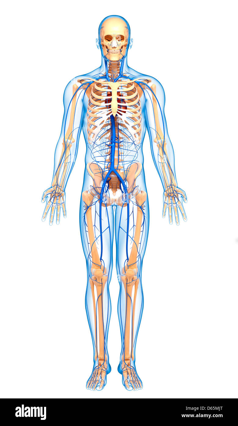 Human veins, artwork Stock Photo - Alamy