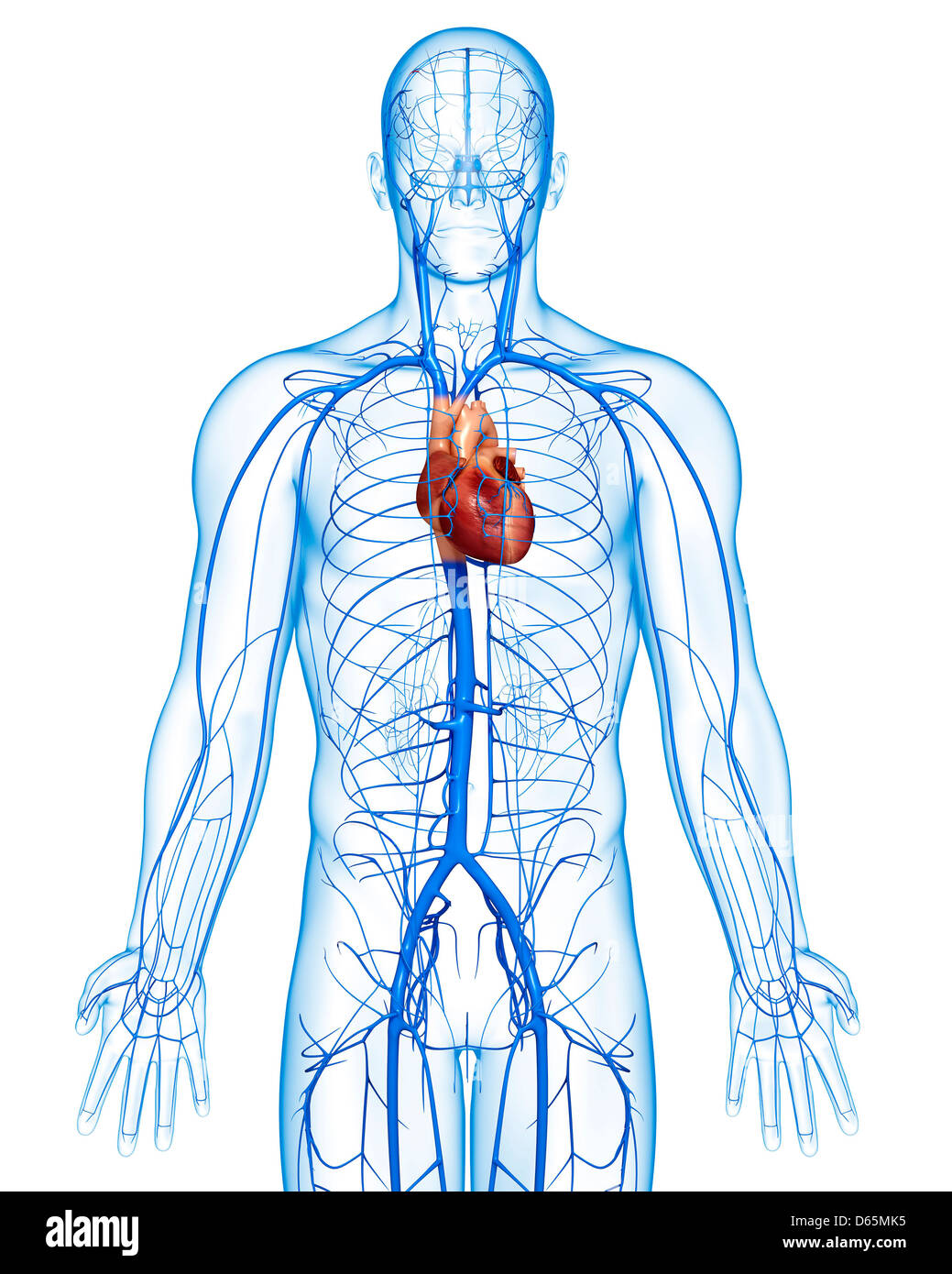 Human veins, artwork Stock Photo - Alamy