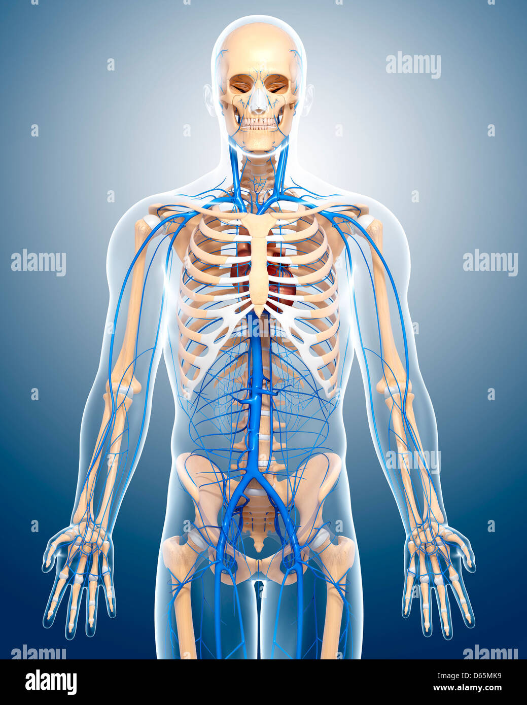 Human veins, artwork Stock Photo - Alamy