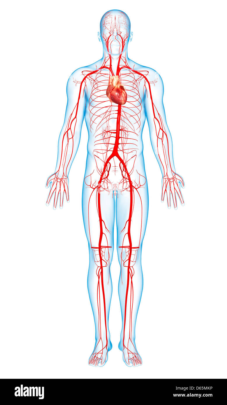 Human arteries, artwork Stock Photo - Alamy