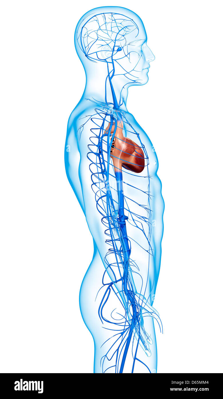 Human veins, artwork Stock Photo - Alamy