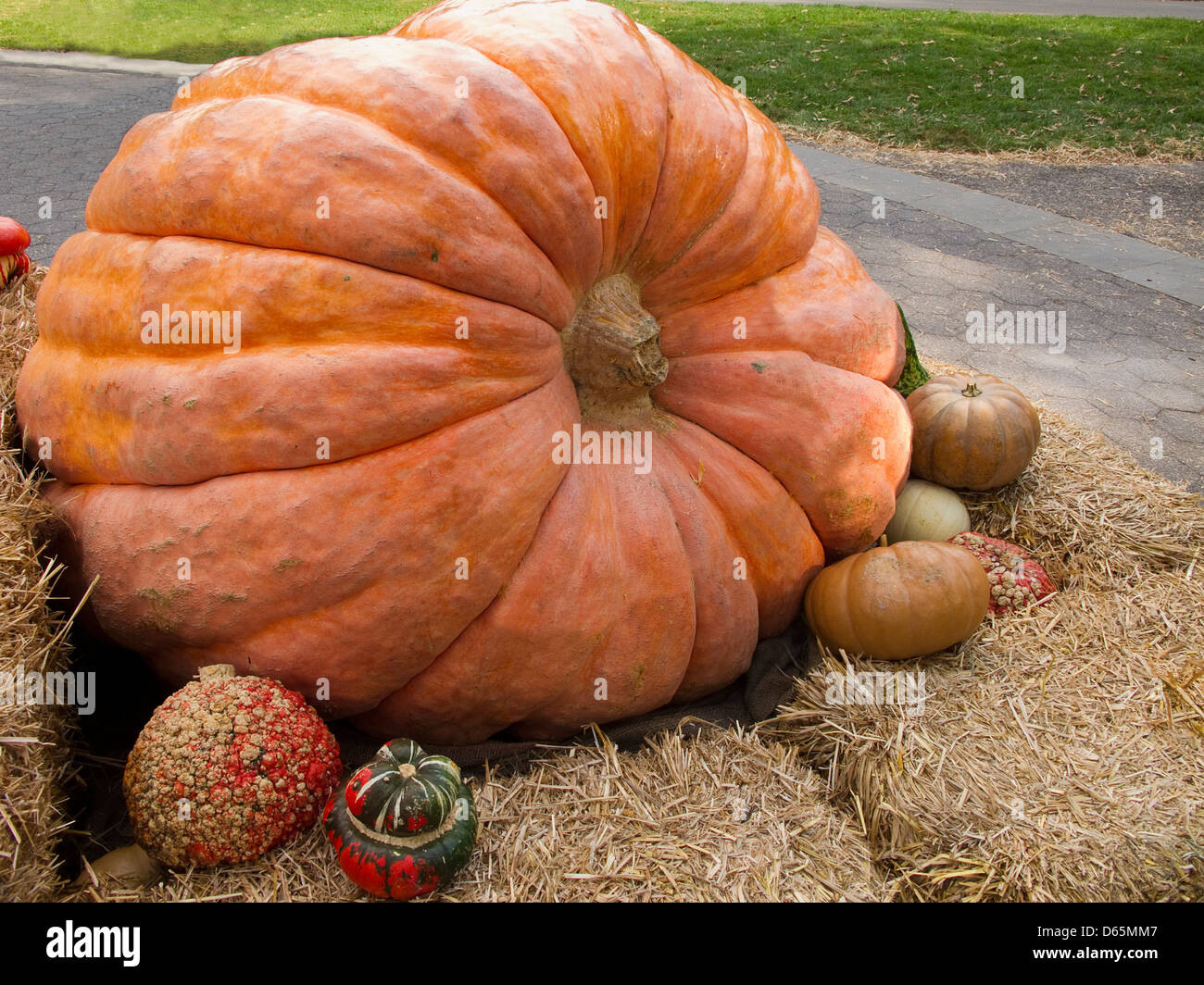 Giant pumpkin display with gourds surrounding it Stock Photo - Alamy