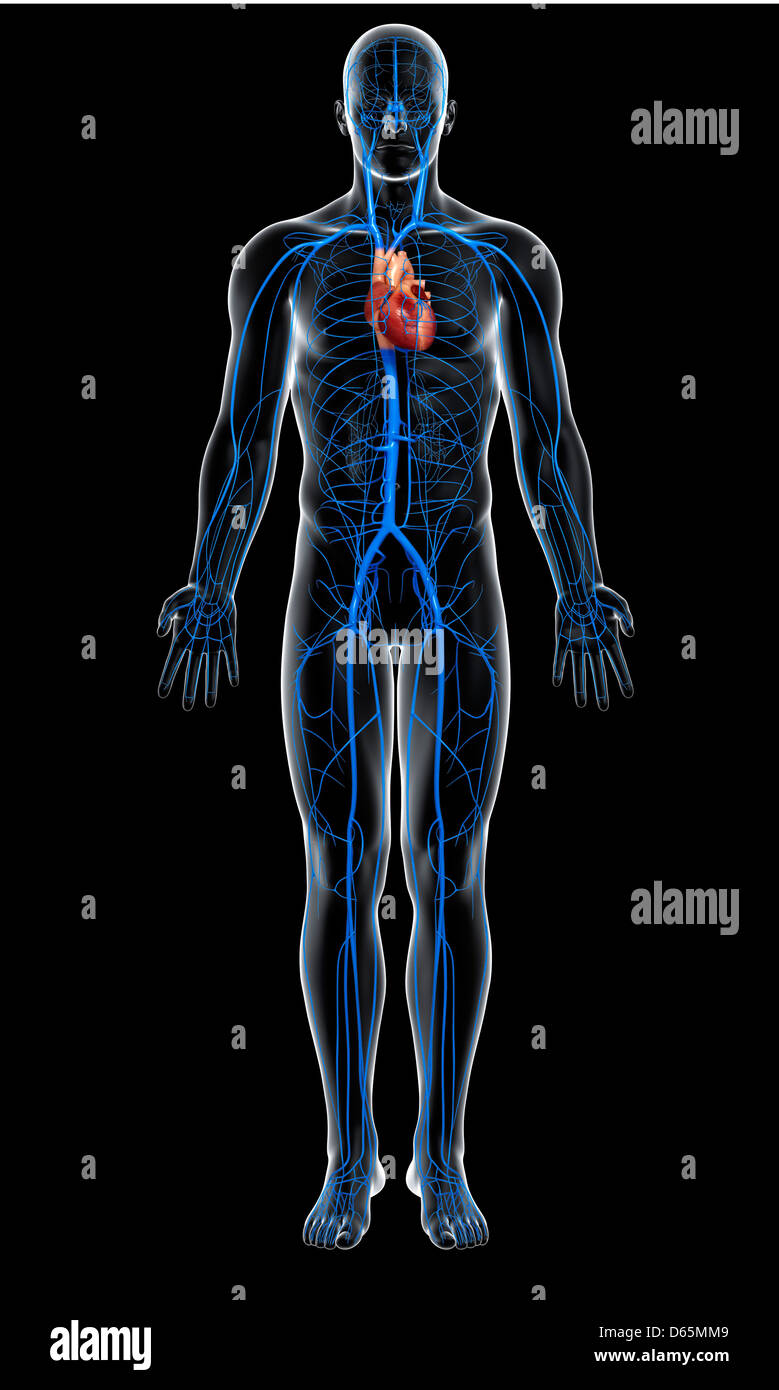 Human veins, artwork Stock Photo - Alamy