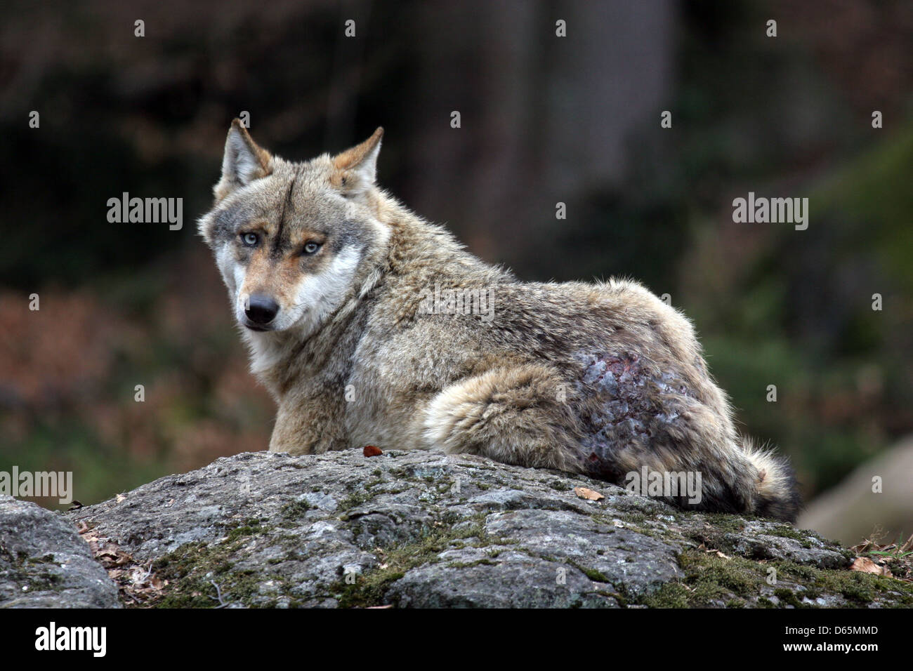 Mammal life hi-res stock photography and images - Alamy