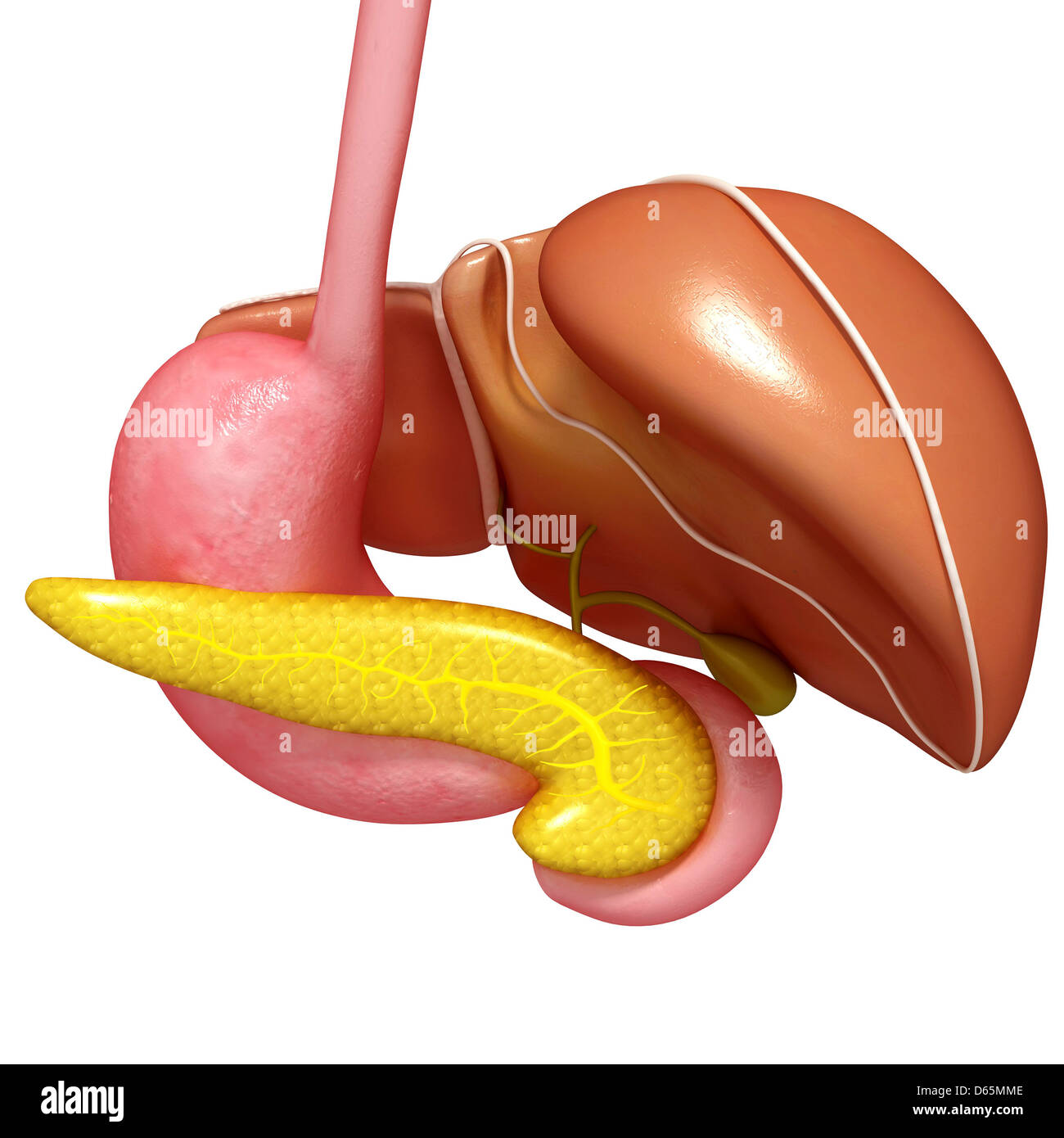 Anatomy liver gallbladder stomach hi-res stock photography and images ...
